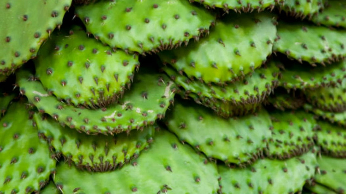 Most Common Cactus Questions: 17. Can Cacti Be Used For Medicinal Purp ...