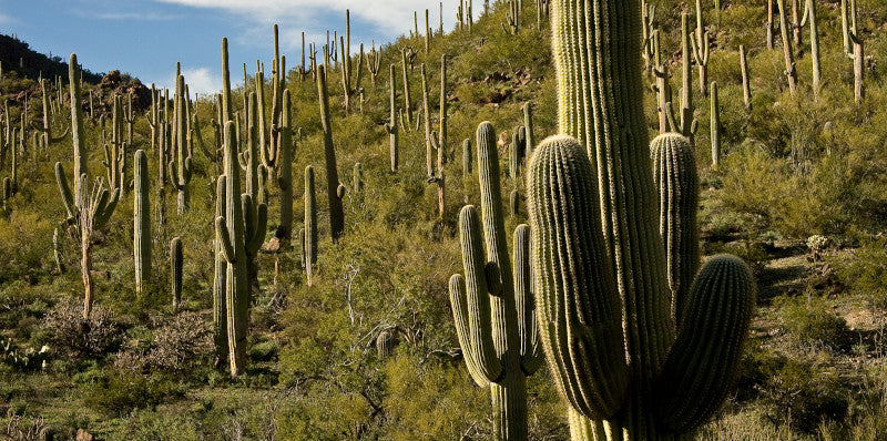 Columnar-Cacti.com – cactusbylin.com