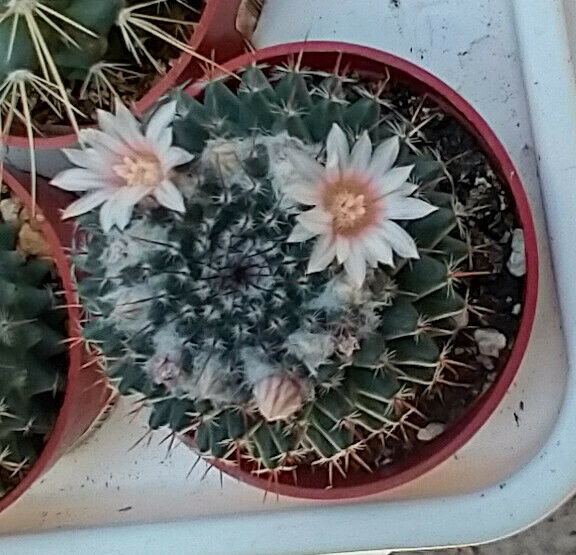 Mammillaria sempervivi Tightly Packed Pyramid Tubercles Cactus 1 ...
