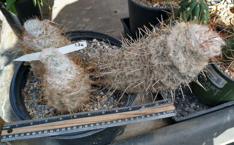 Oreocereus trollii Old Man Beard Cactus Columnar Basal Stems Large 136 ...