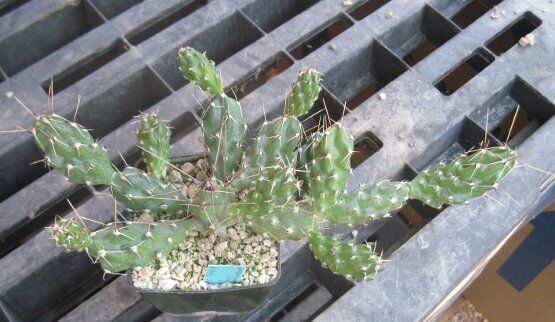 Grusonia bulbispina Rare Durango, Zacatecas Mat Forming Cactus 1 Secti ...